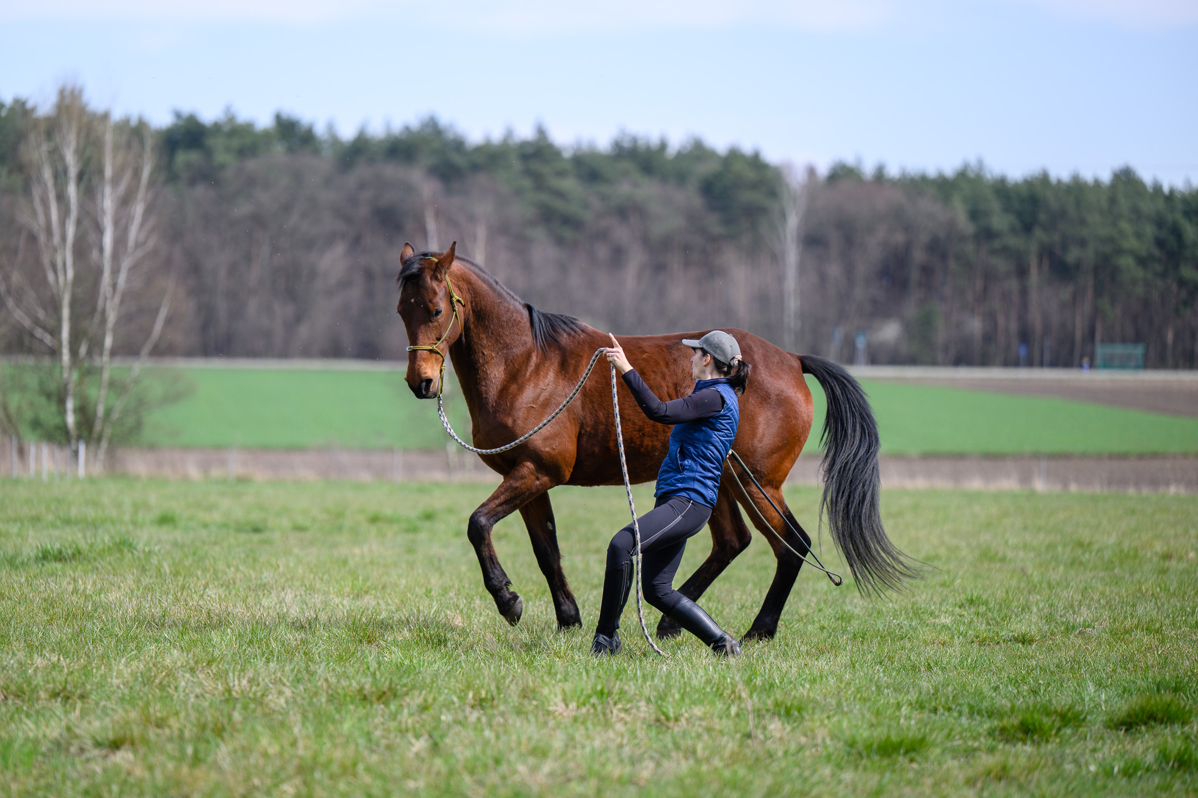 Trening Koni - wykaz zadań - Szkoła Alfa Horse Psychologia & Trening ...